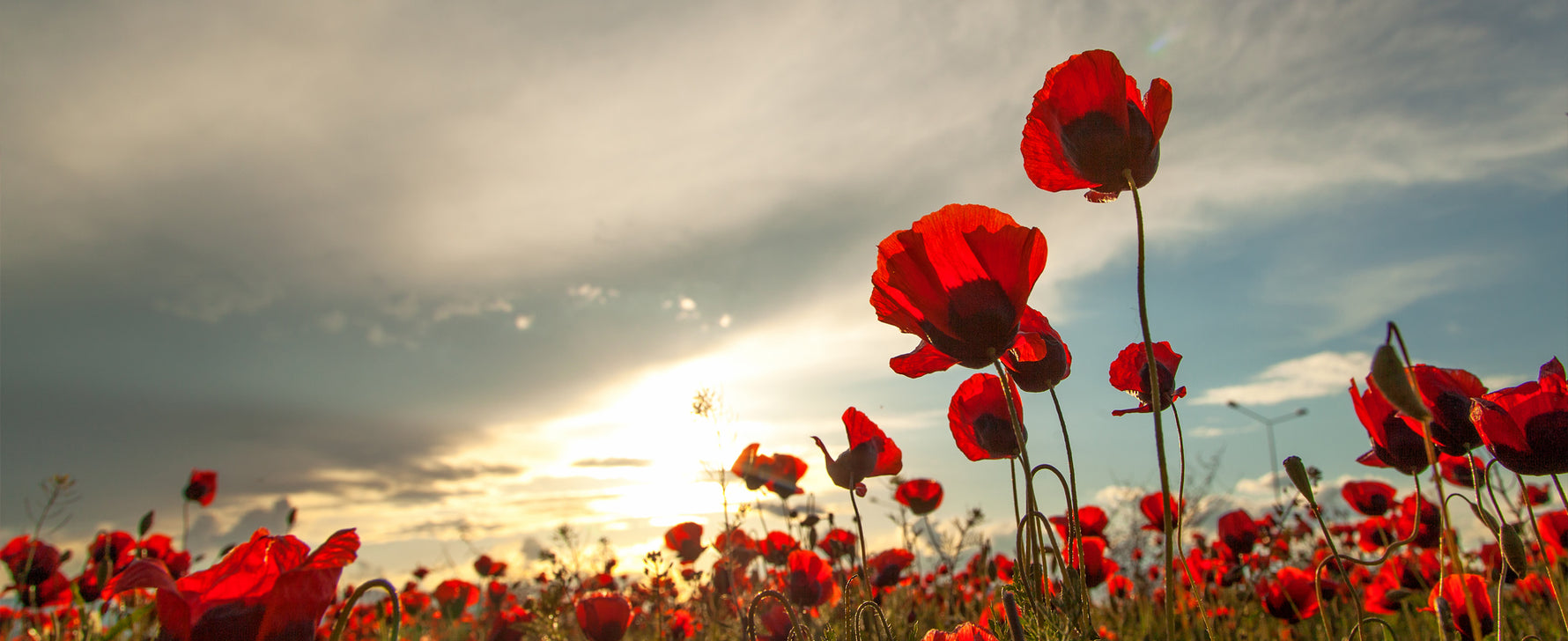 Lady Haig's Poppy Factory – Lady Haig's Poppy Factory